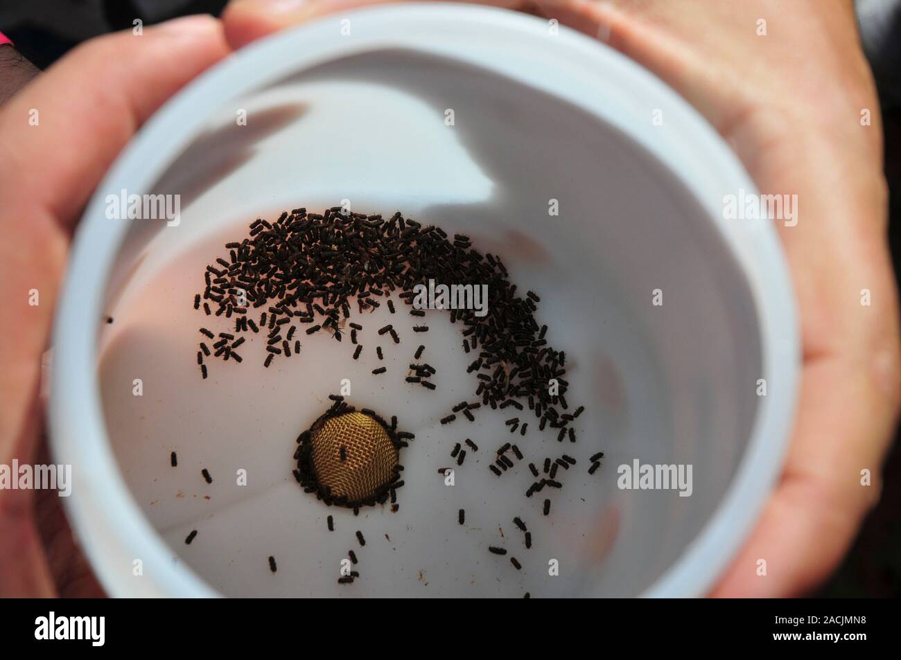 bark beetle (family Scolytidae) collected from sa trap in a young pine ...
