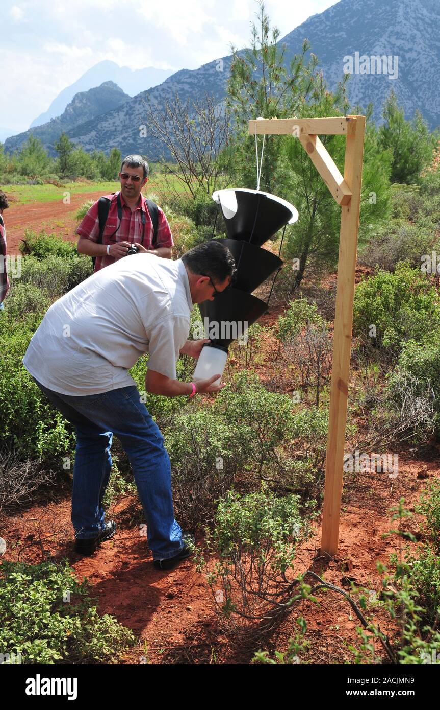 bark beetle (family Scolytidae) collected from sa trap in a young pine ...