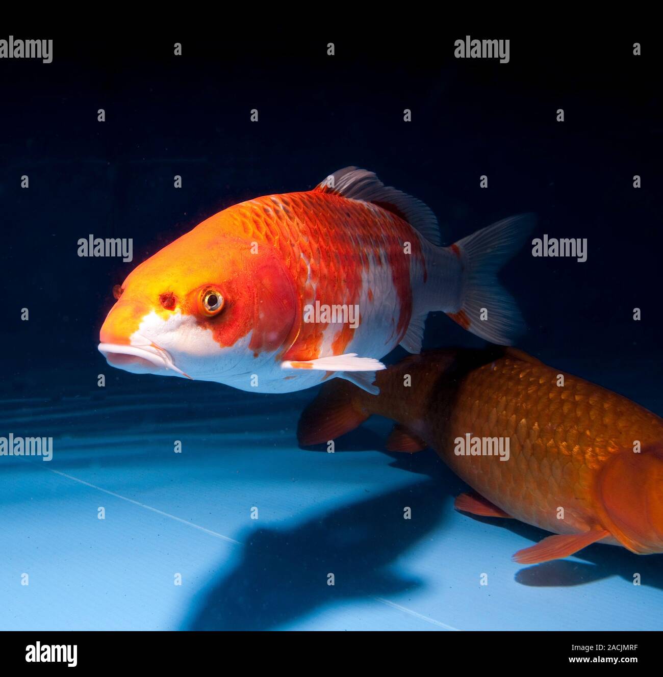 Orange Kujaku variety Koi (Japanese: literally brocaded carp"), are ...