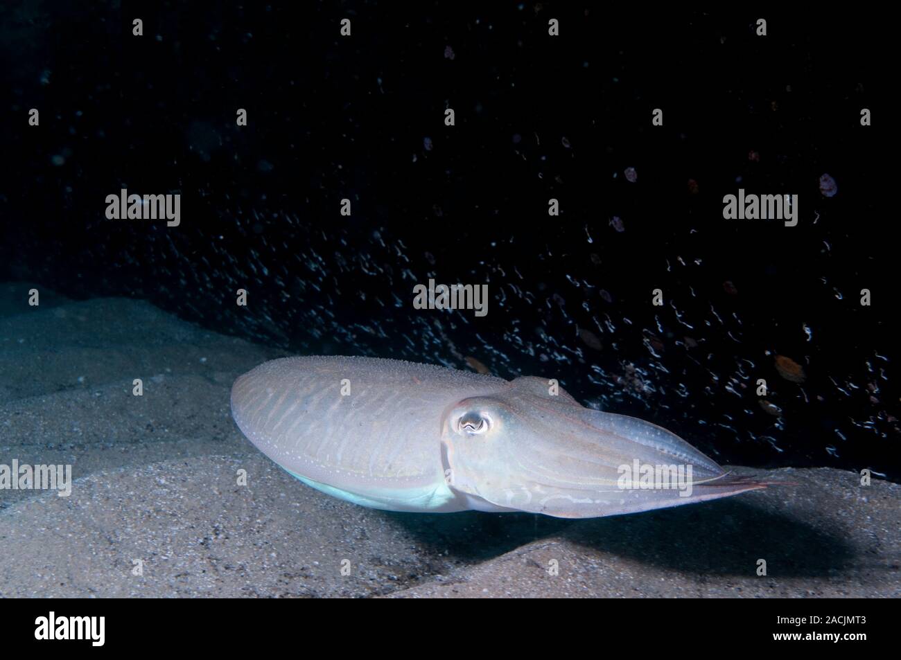 Common cuttlefish (Sepia officinalis) A cuttlefish is a carnivorous ...