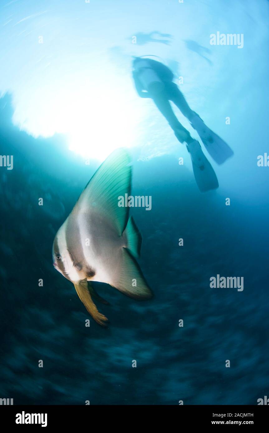 dusky batfish (Platax pinnatus). This fish, also called the red-faced ...