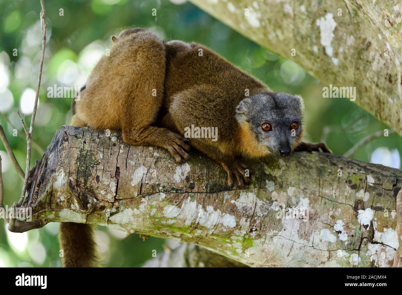 Collared brown lemur (Eulemur fulvus collaris) clinging to a tree ...