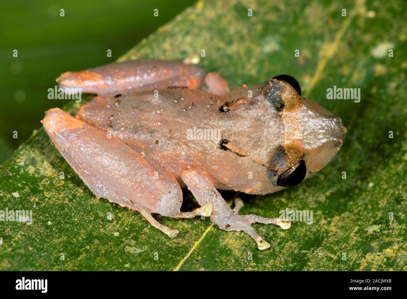 Tree frog (Pristimantis altamnis) on a leaf. This frog is endemic to ...