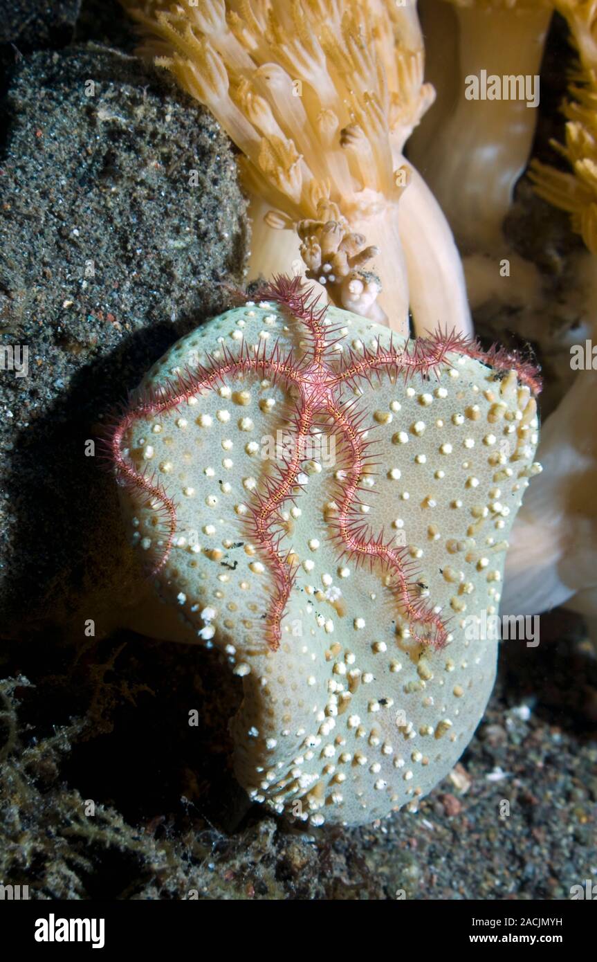 Brittlestar (Ophiothrix sp., red) on leather coral. Photographed off ...