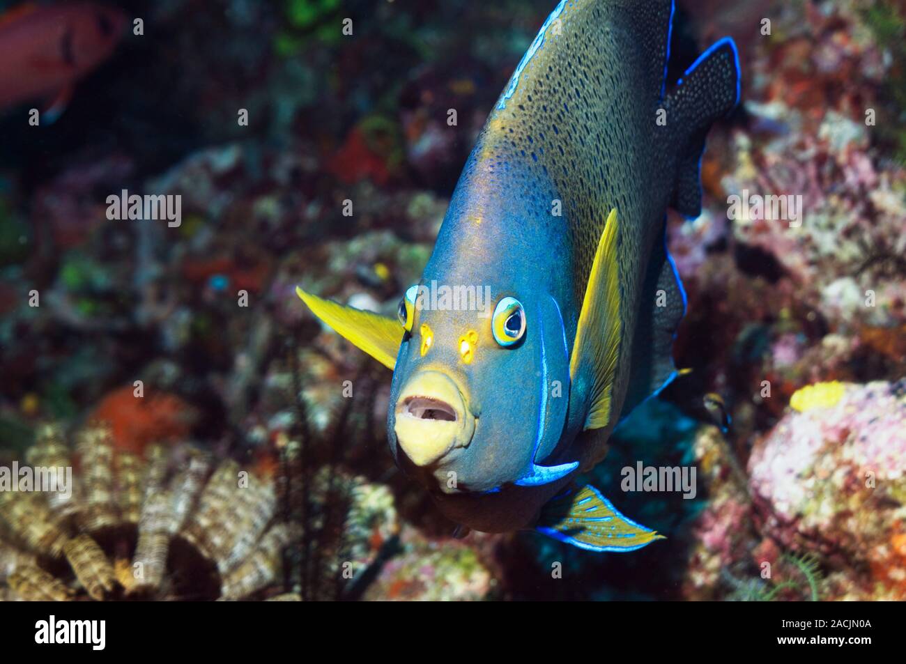 Semicircle angelfish (Pomacanthus semicirculatus) on a coral reef ...