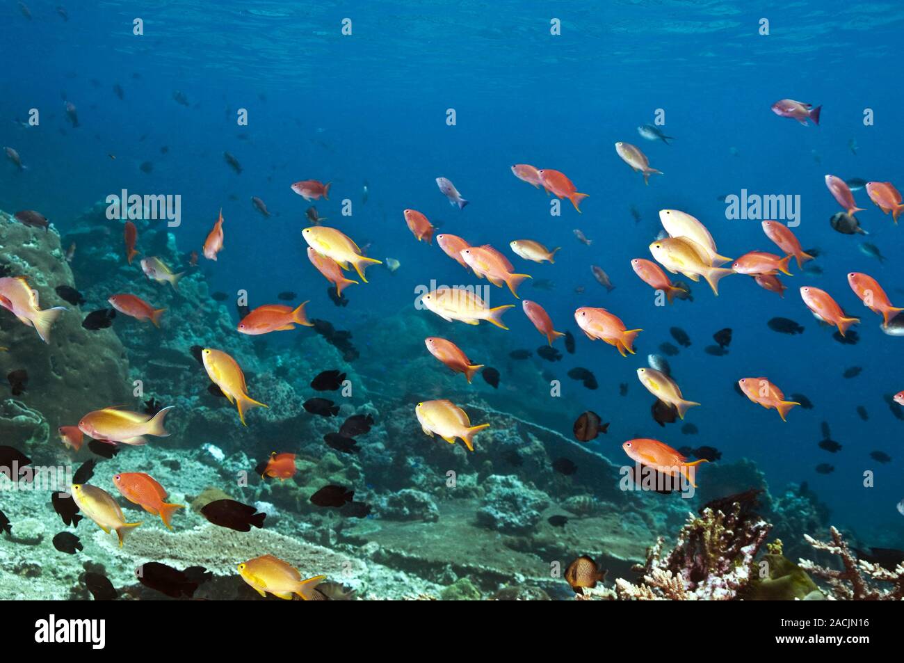Anthias (Pseudanthias sp.) swimming over a reef. Photographed in ...