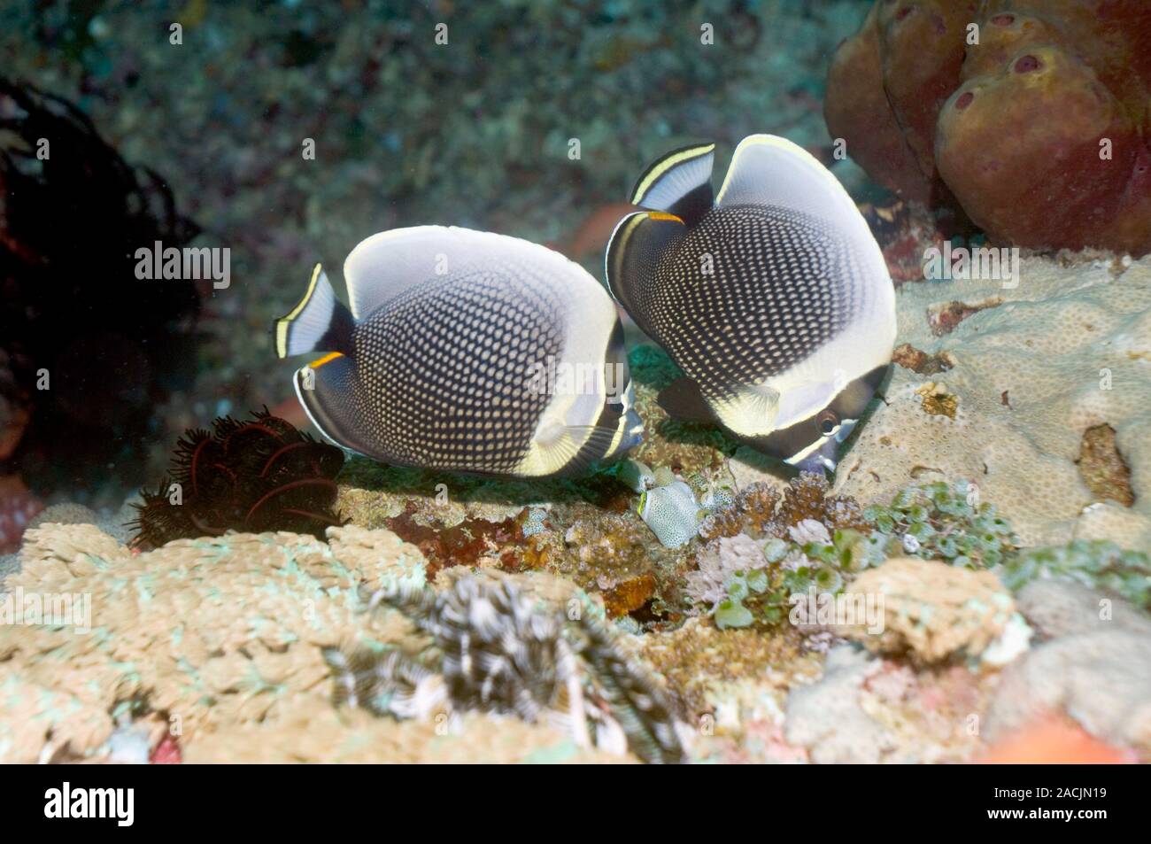 Reticulated butterflyfish (Chaetodon reticulatus) feeding on a reef ...