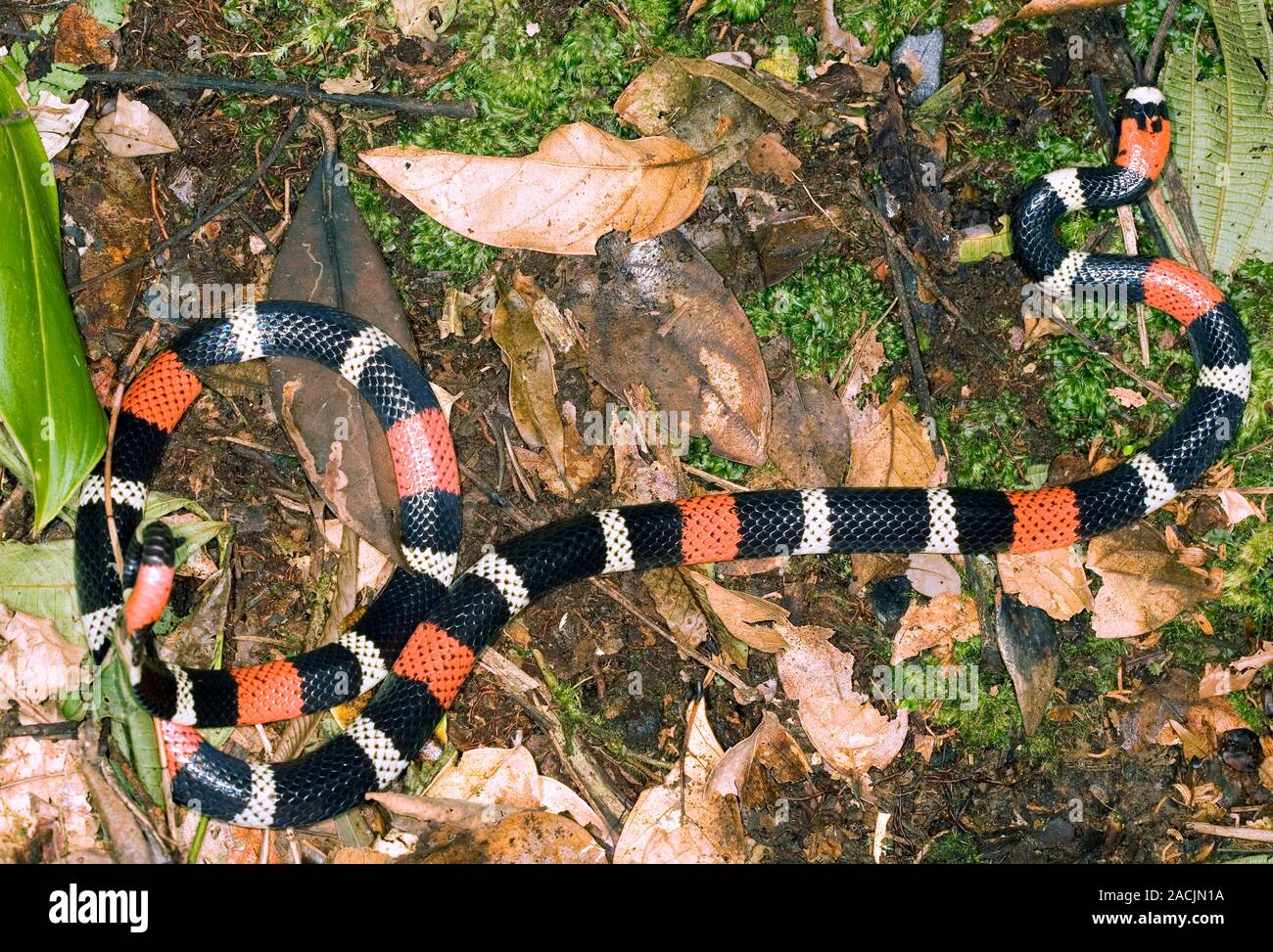 South American coral snake (Micrurus lemniscatus) on the forest floor ...