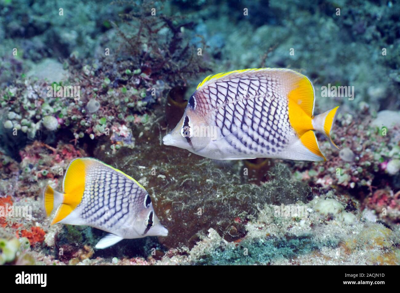 Yellowtail butterflyfish (Chaetodon xanthurus) on a reef. Photographed ...