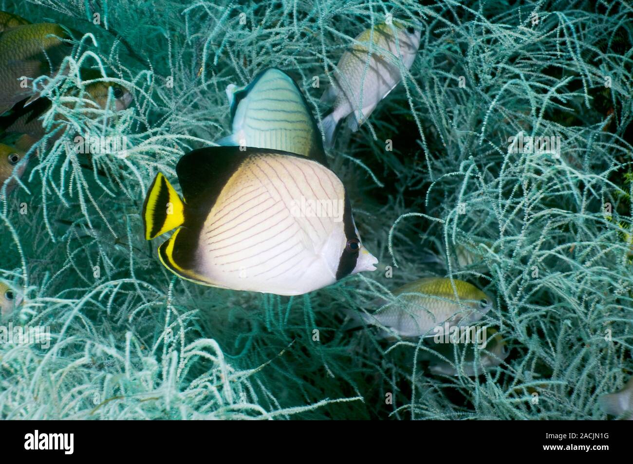 Indian vagabond butterflyfish (Chaetodon decussatus) with black coral ...