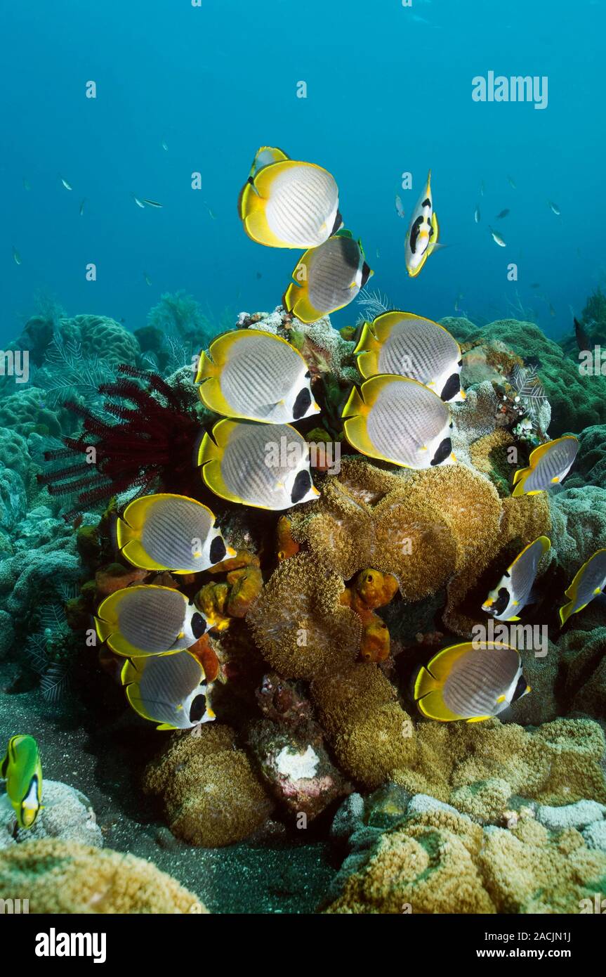 Panda butterflyfish (Chaetodon adiergastos) over a coral reef ...