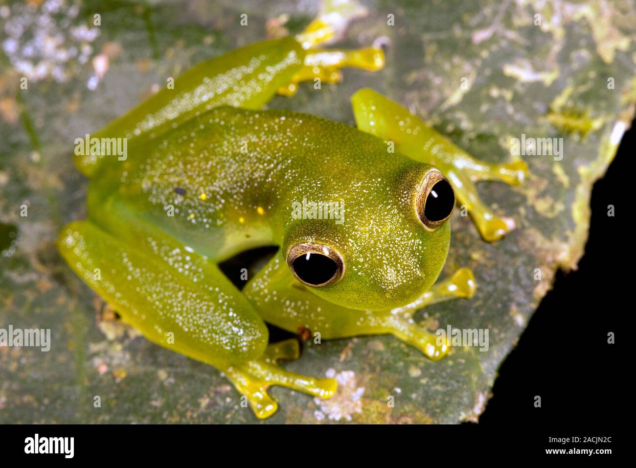 Santa Cecilia cochran frog (Teratohyla midas) on a leaf. Photographed ...