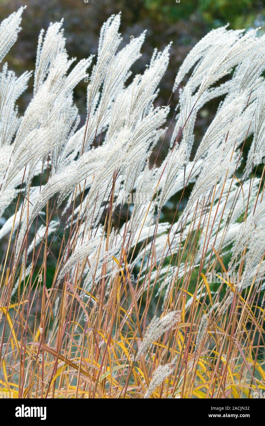 Amur silvergrass (Miscanthus sacchariflorus) seedheads, also known as ...