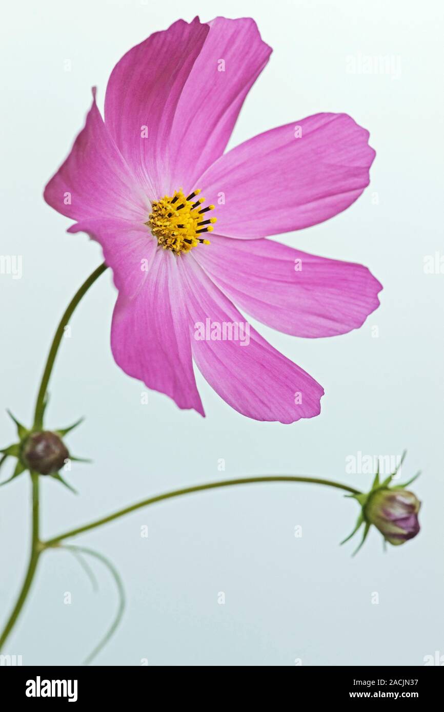 Cosmos bipinnatus flower Stock Photo - Alamy