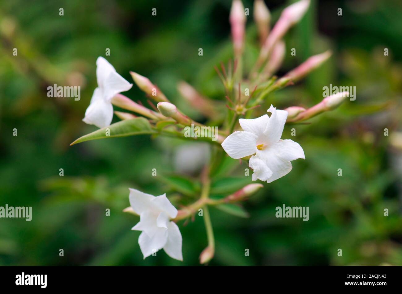 Jasmine (Jasminum officinale) in flower Stock Photo - Alamy