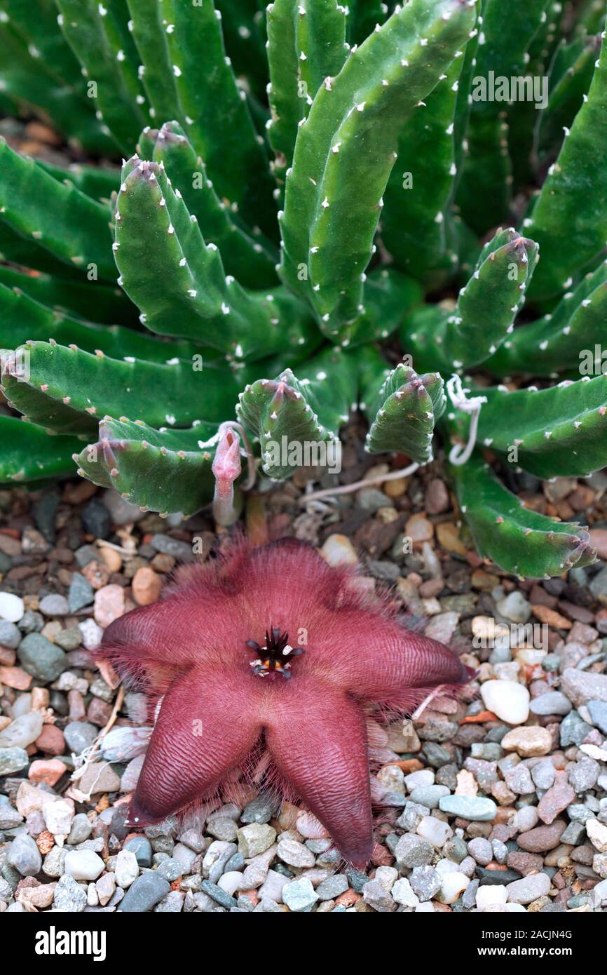 Stapelia erectiflora flower Stock Photo - Alamy