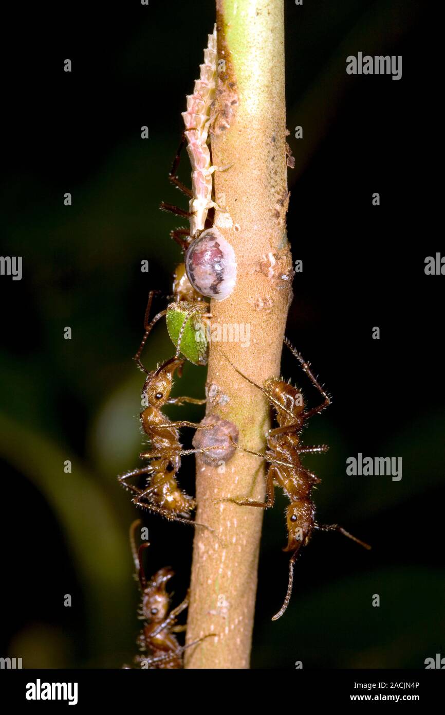 Harvesting honeydew. Ant (family Formicidae) and a beetle larva (order ...
