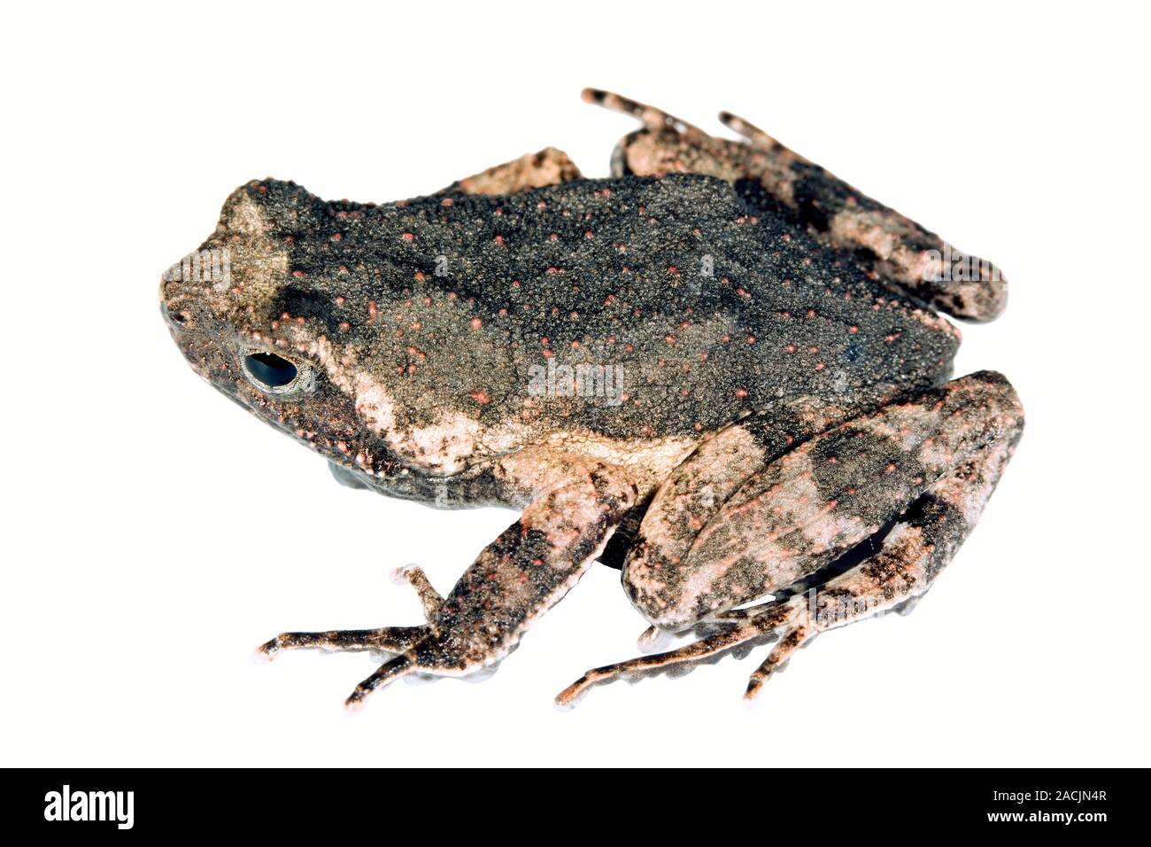 Peter's dwarf frog (Engystomops petersi). This frog is also known as ...