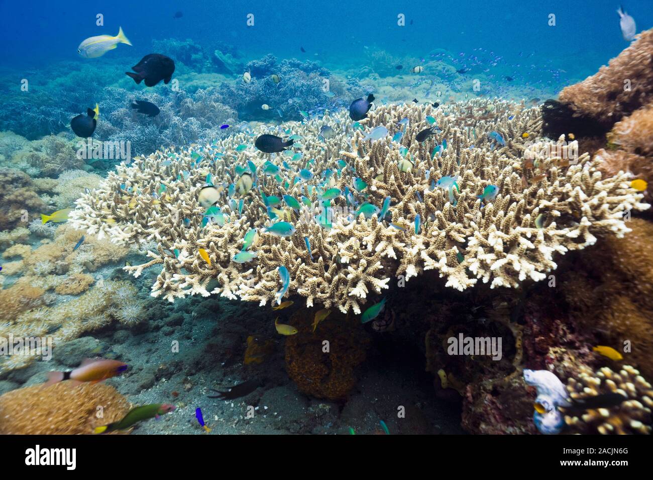 Black-axil chromis (Chromis atripectoralis, light blue, centre ...