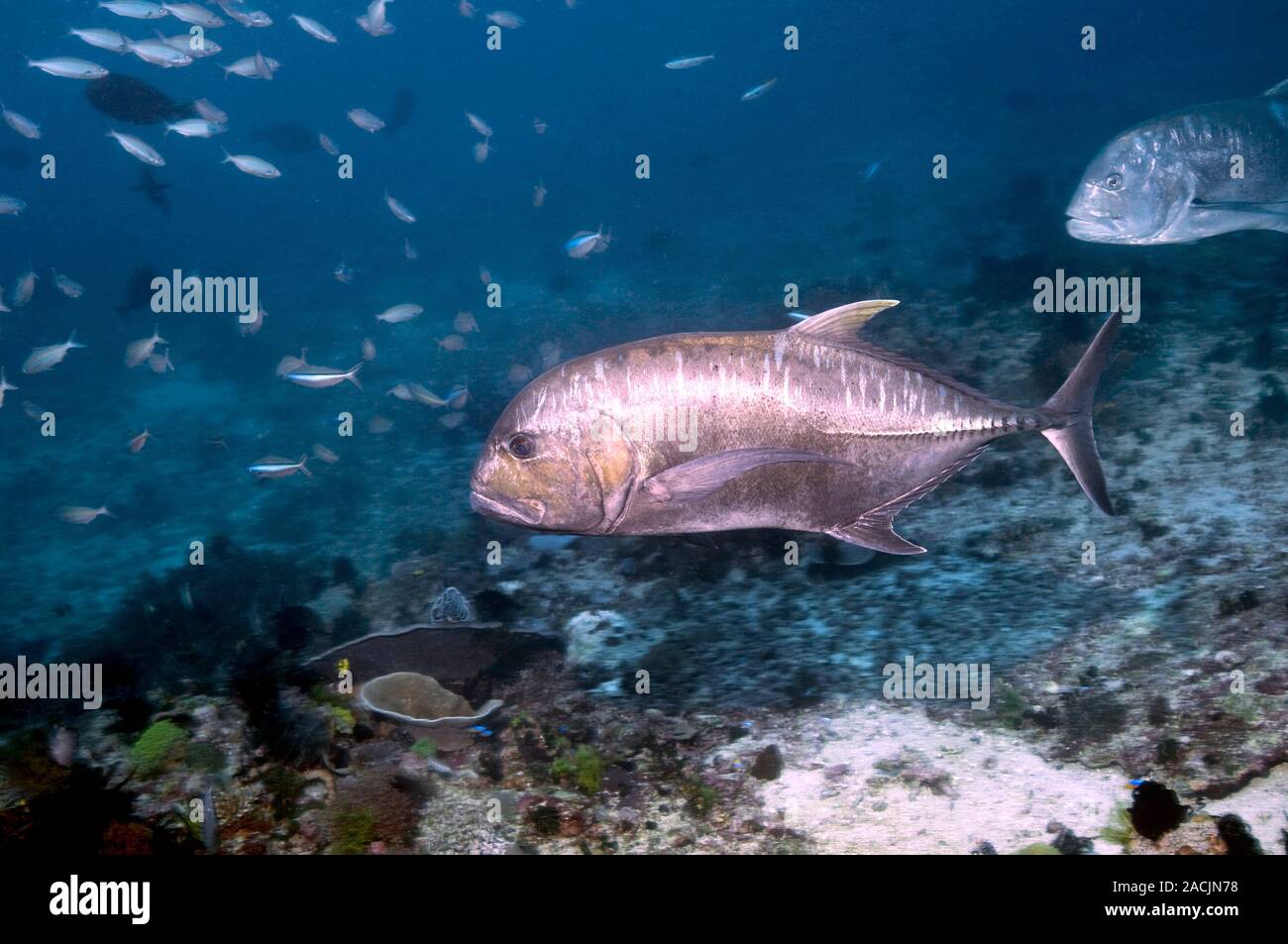 Giant trevally (Caranx ignobilis) swimming over a coral reef with ...