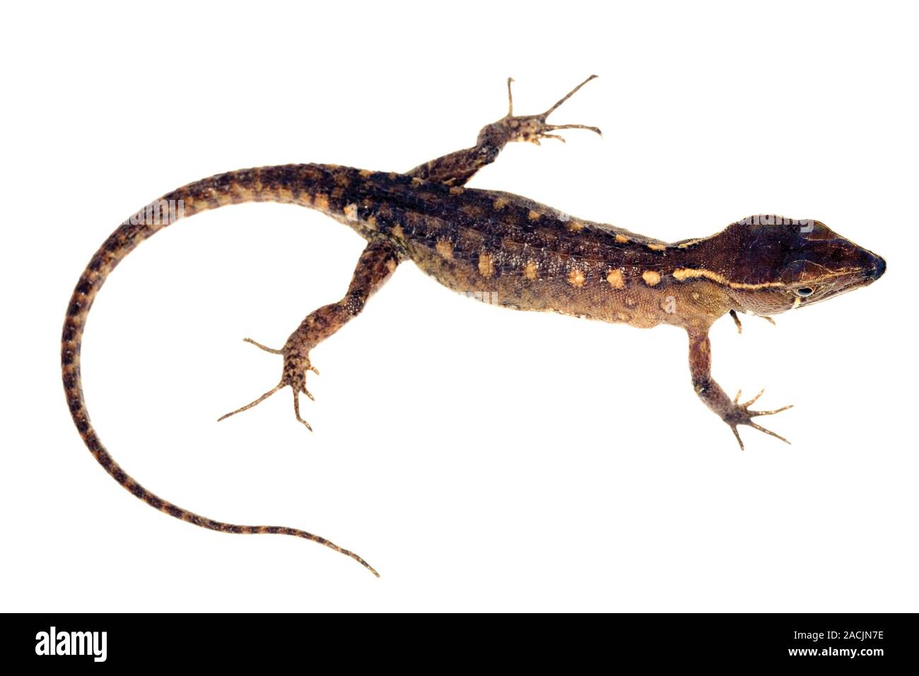 Spectacled lizard (family Gymnophthalmidae). Collected in the Rio Bigal ...
