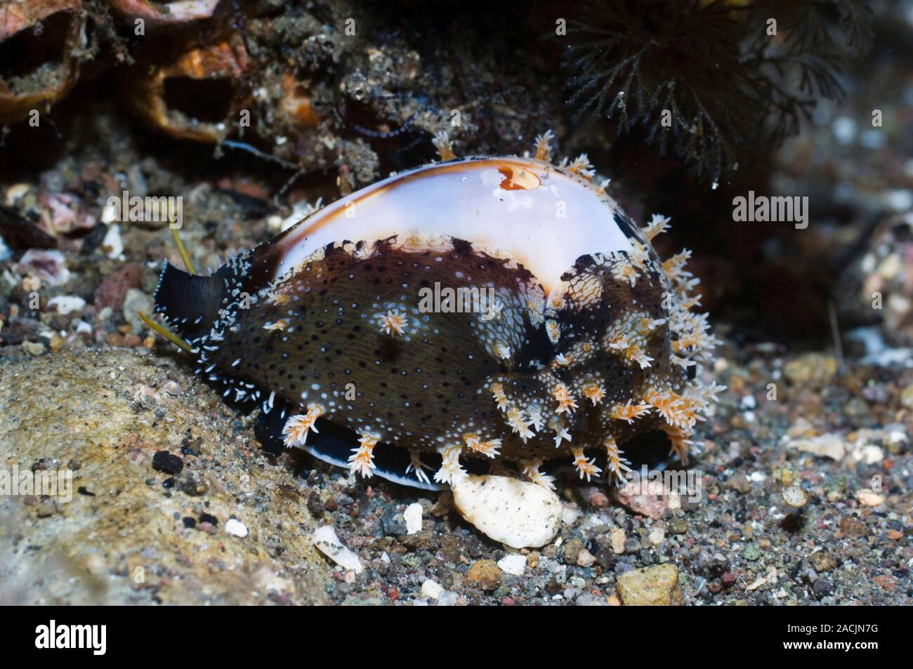 Cowrie (Cypraea sp.) on a reef. Cowries are sea snails that cover their ...