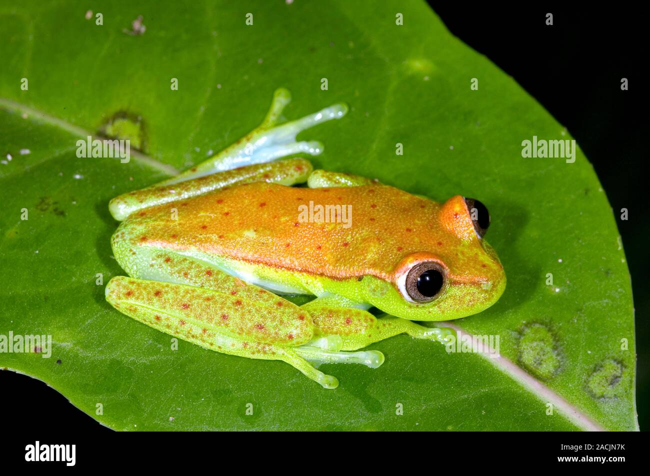 Polka dot treefrog (Hypsiboas punctatus). This frog is also known as ...