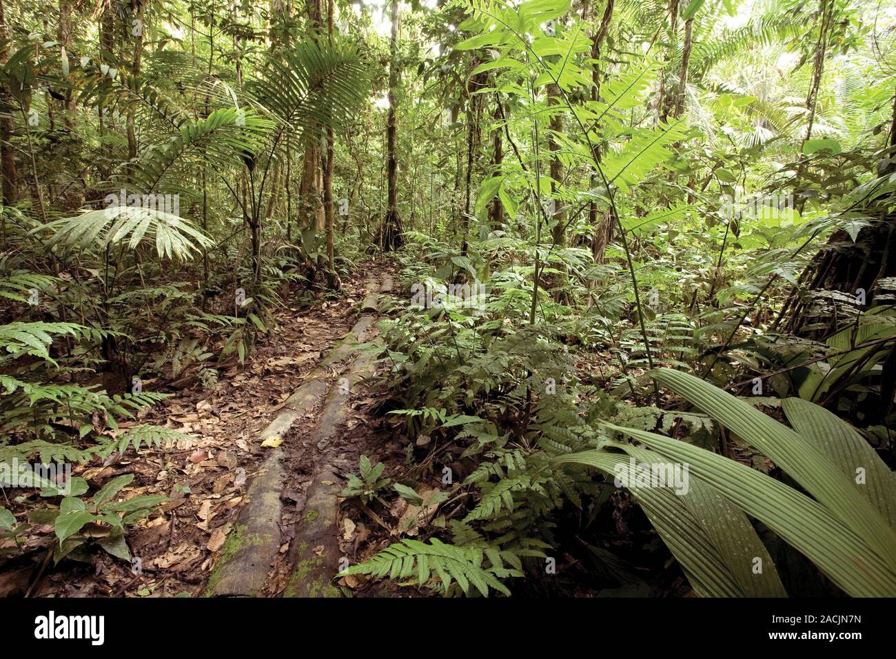 Amazon rainforest. Trees with buttress roots in the rainforest ...