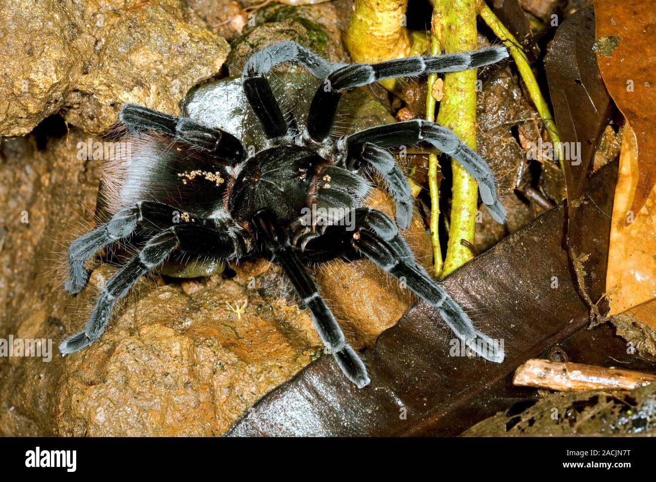 Tarantula (family Theraphosidae). Photographed in the Rio Bigal Reserve ...