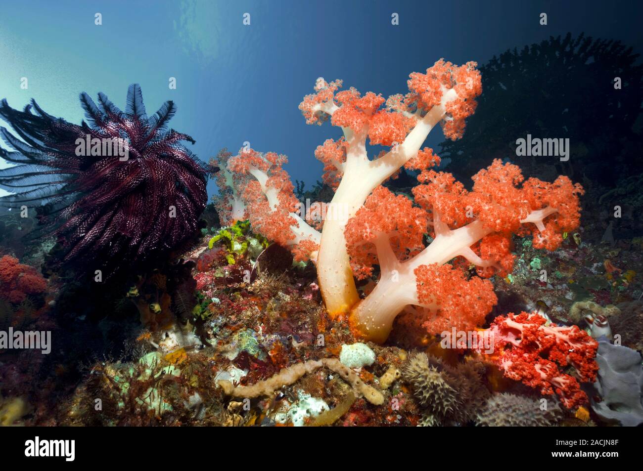 Soft coral (Scleronephthya sp.) on a reef. Photographed off Rinca ...
