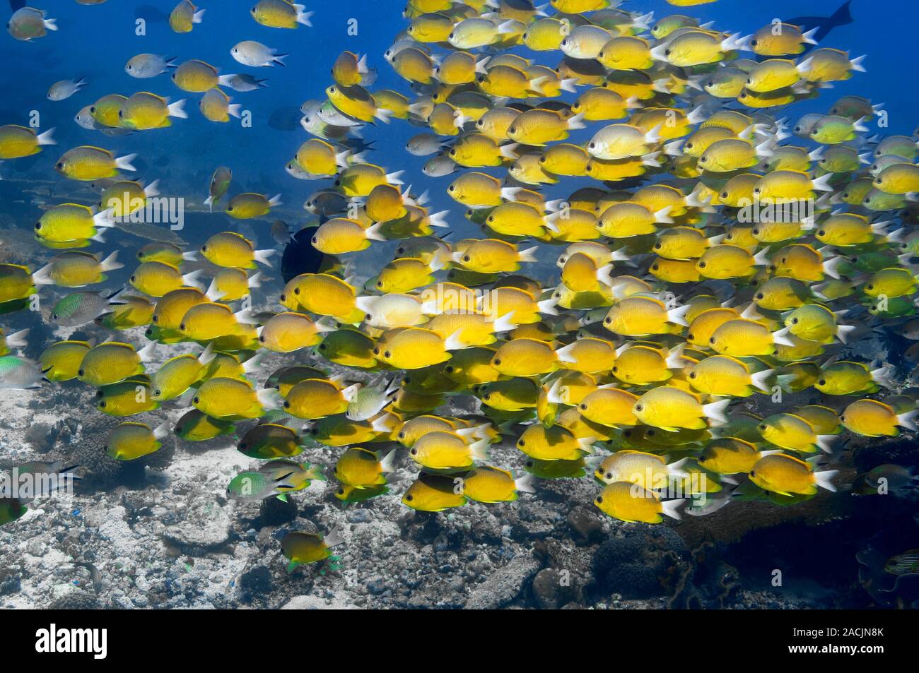 Yellow chromis (Chromis analis) on a reef. Photographed in Indonesia ...