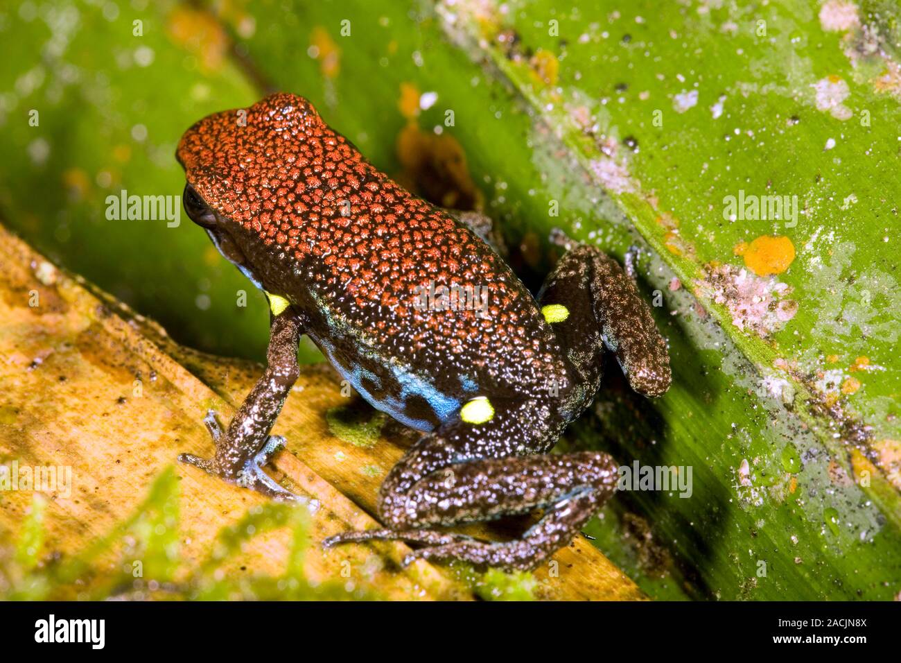 Ecuadorian poison frog (Ameerega bilingua). Photographed in the Jatun ...