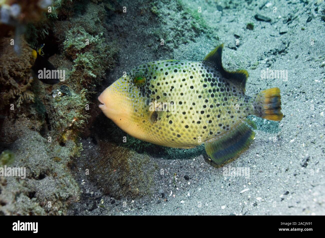 Yellowmargin triggerfish. Juvenile yellowmargin triggerfish ...