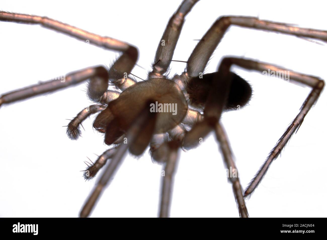 Spider from Movile Cave, Romania, light micrograph. This spider ...