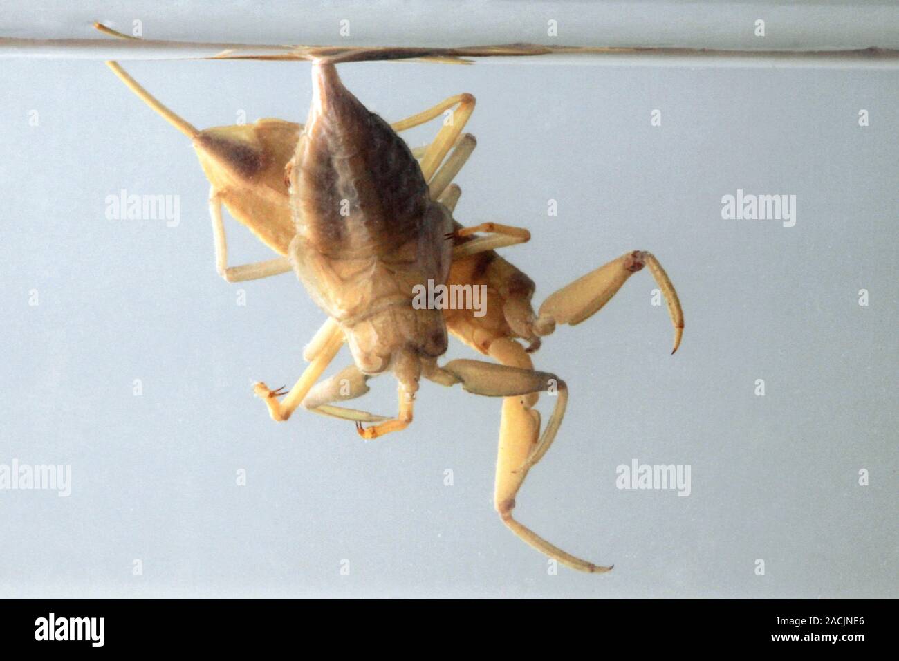 Nepidae insects, Movile Cave, Romania. These aquatic insects are also ...