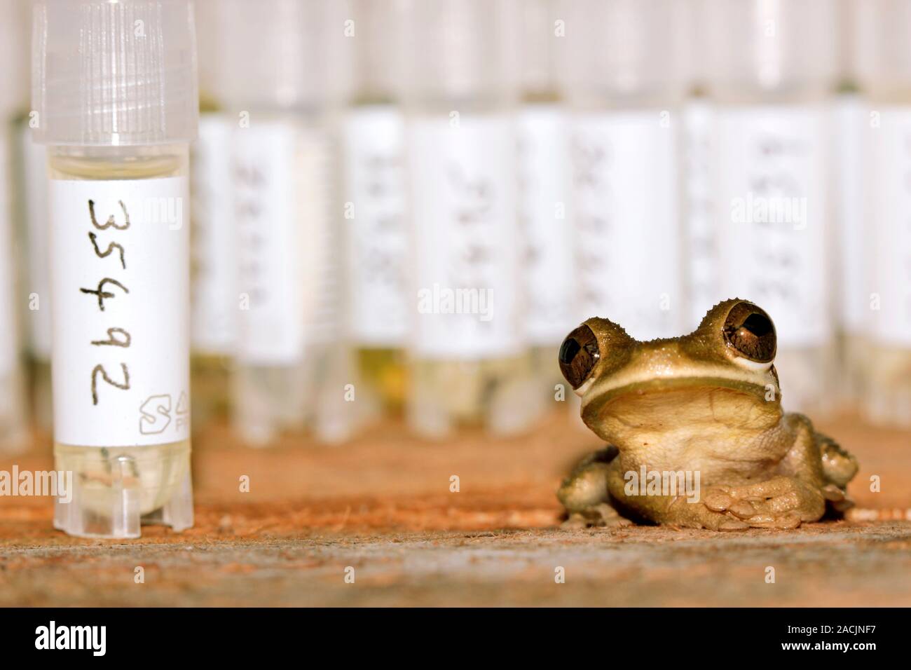 Frog research. Slender-legged treefrog (Osteocephalus mutabor) in a lab ...