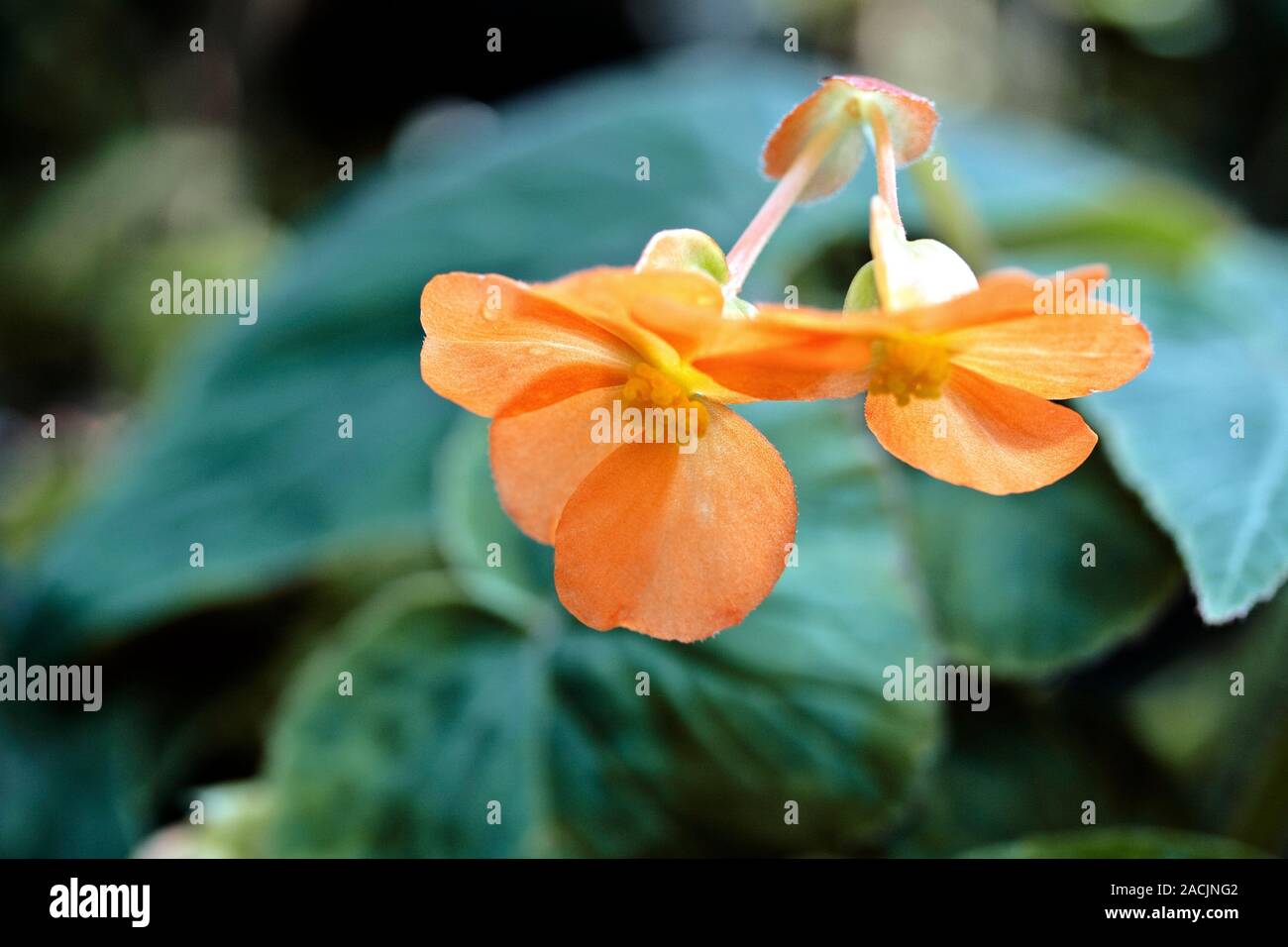 Begonia cinnabarina in flower Stock Photo - Alamy
