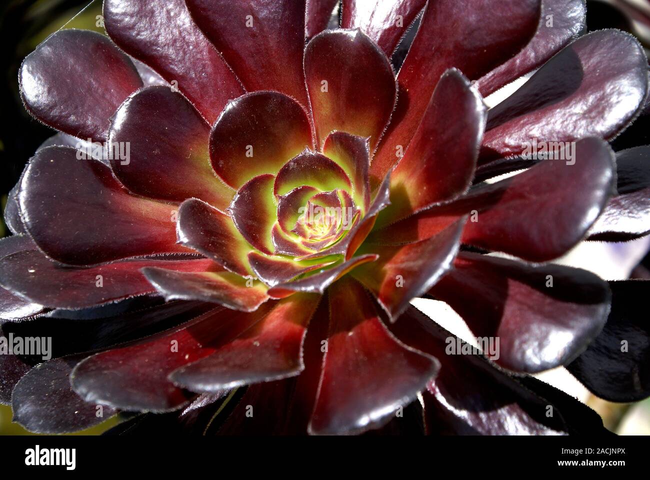 Dark red aeonium succulent plant Stock Photo - Alamy