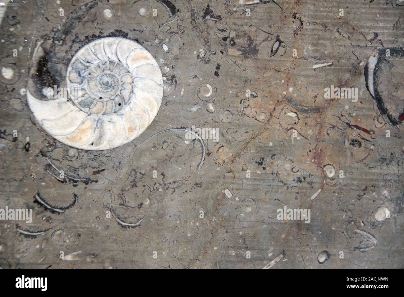 Mollusk fossil sedimentary rock hi-res stock photography and images - Alamy