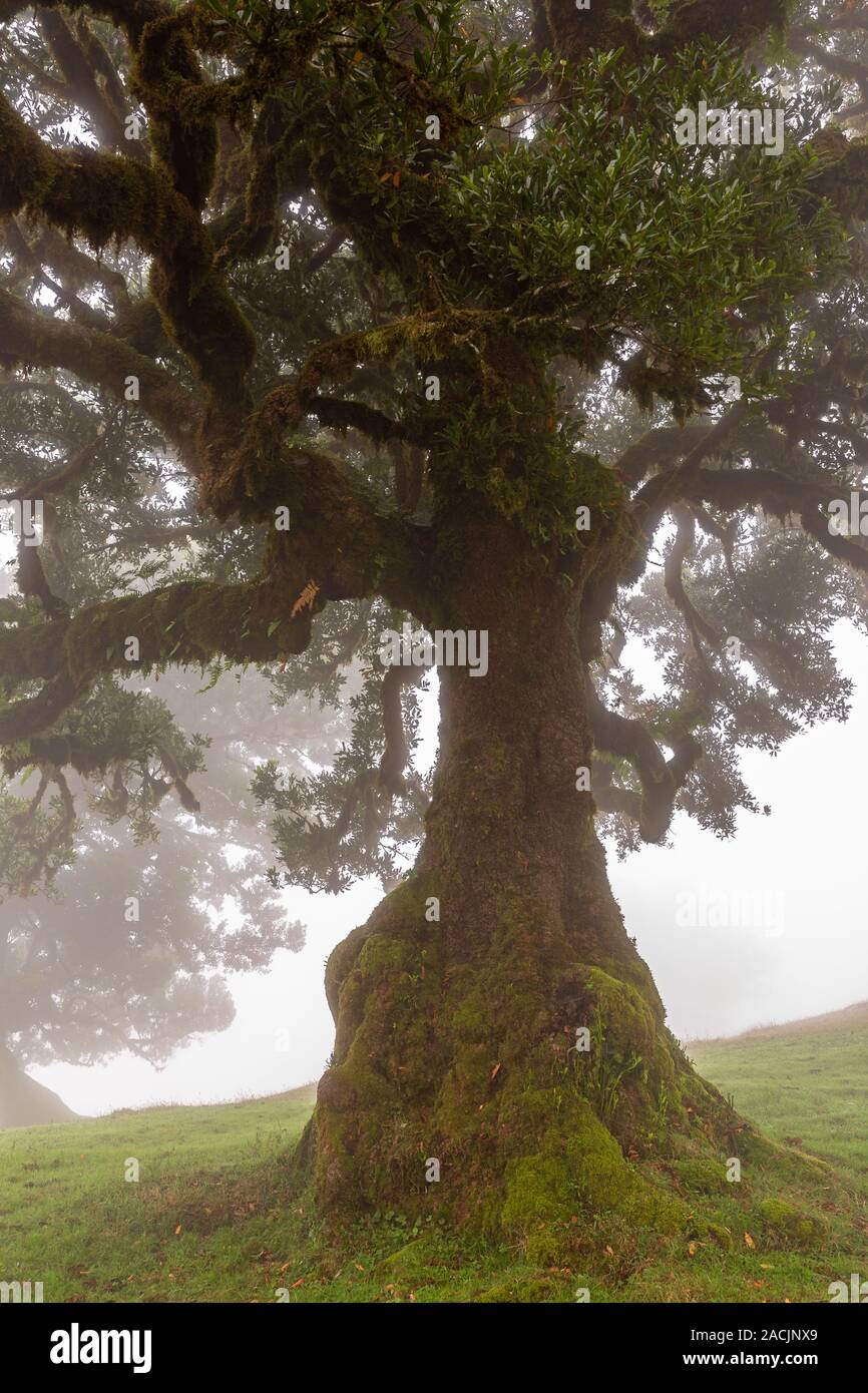 Laurel tree hi-res stock photography and images - Alamy
