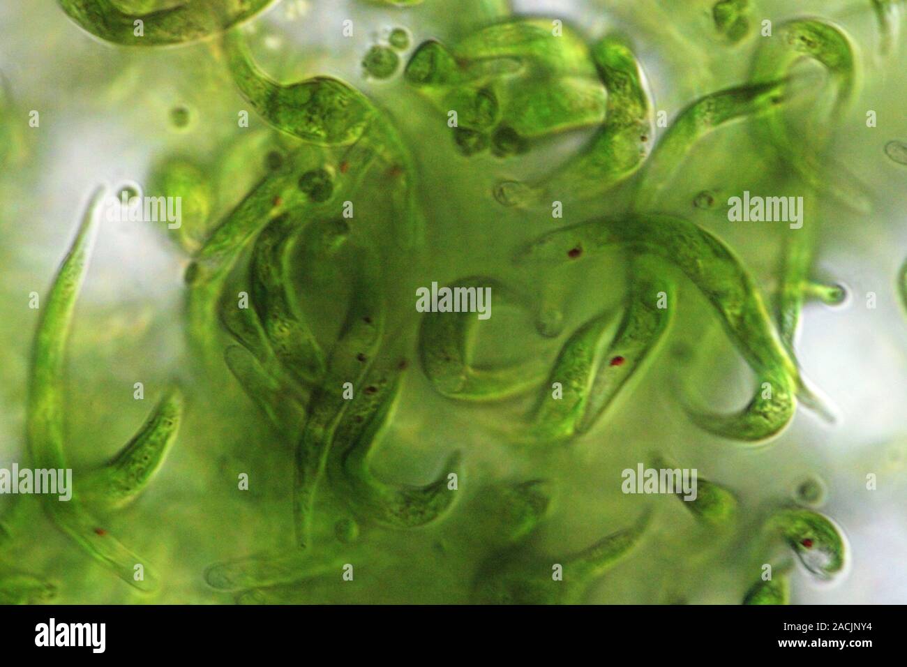 Algae from Rio Tinto, light micrograph. These are euglenoid algae ...