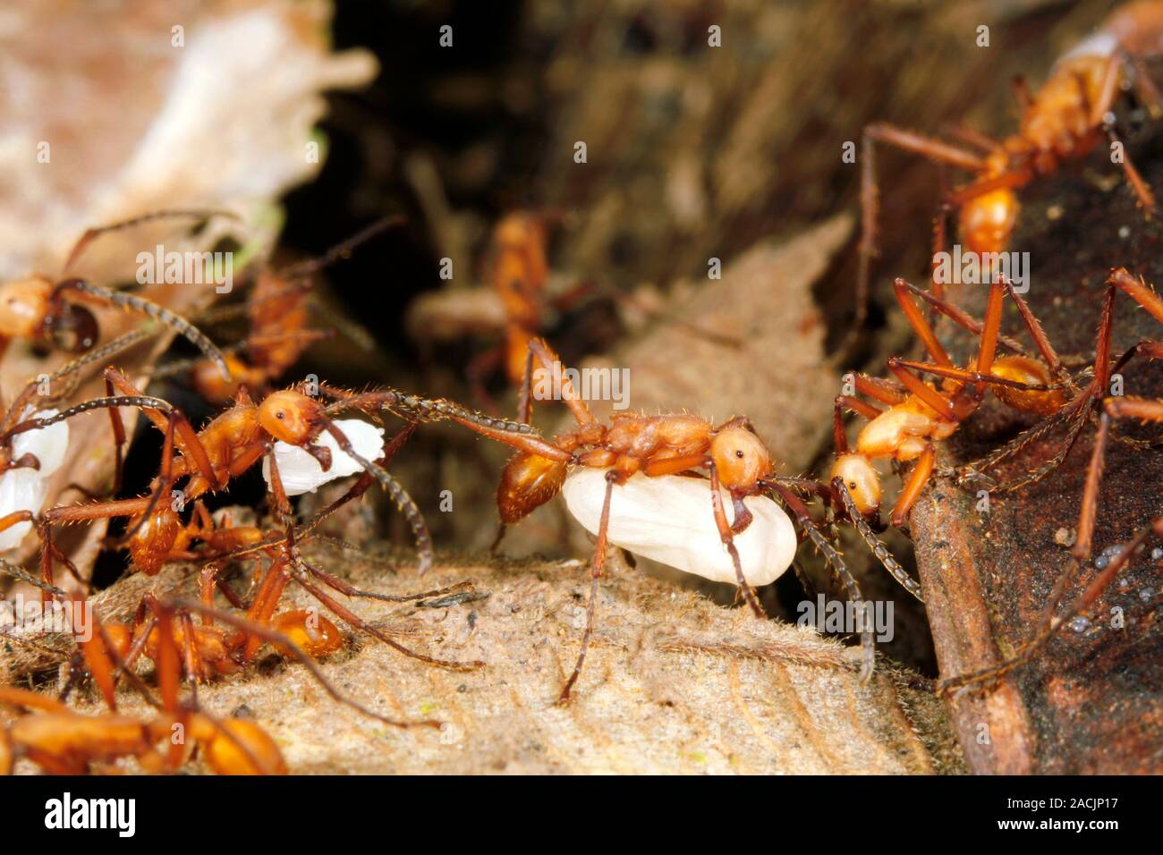 Army Ant (Eciton sp.) workers carrying larvae obtained in a raid ...