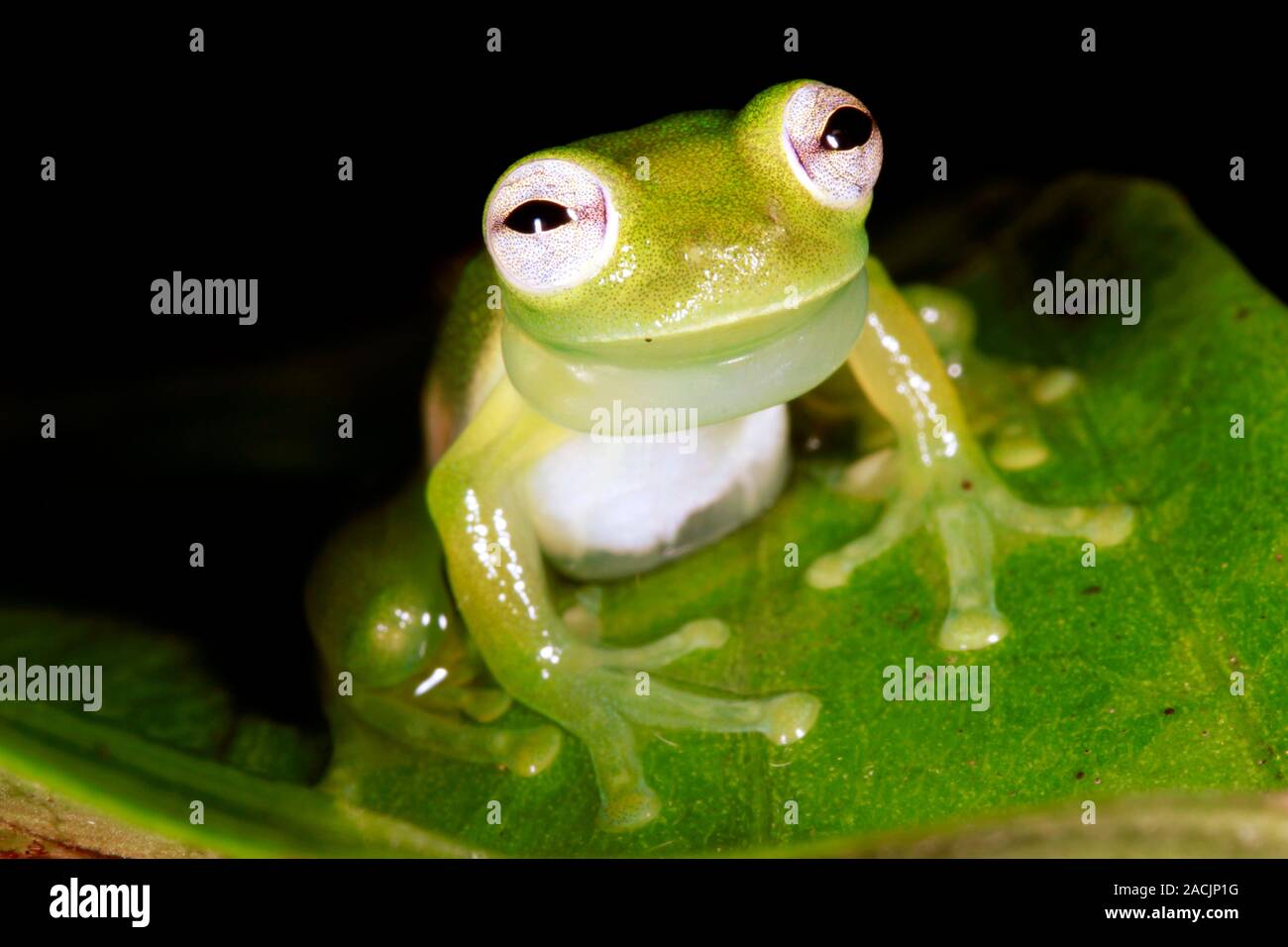 Santa Cecilia cochran frog (Teratohyla midas) at night with its vocal ...
