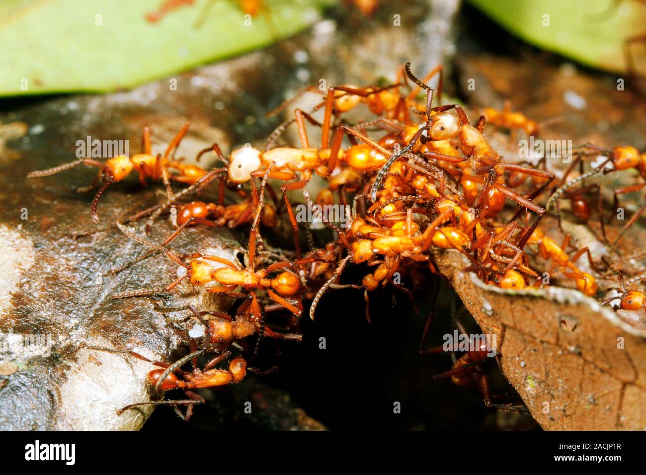 Army ant (Eciton sp.) workers forming a bridge over a gap in leaf litter. Unlike most ant ...