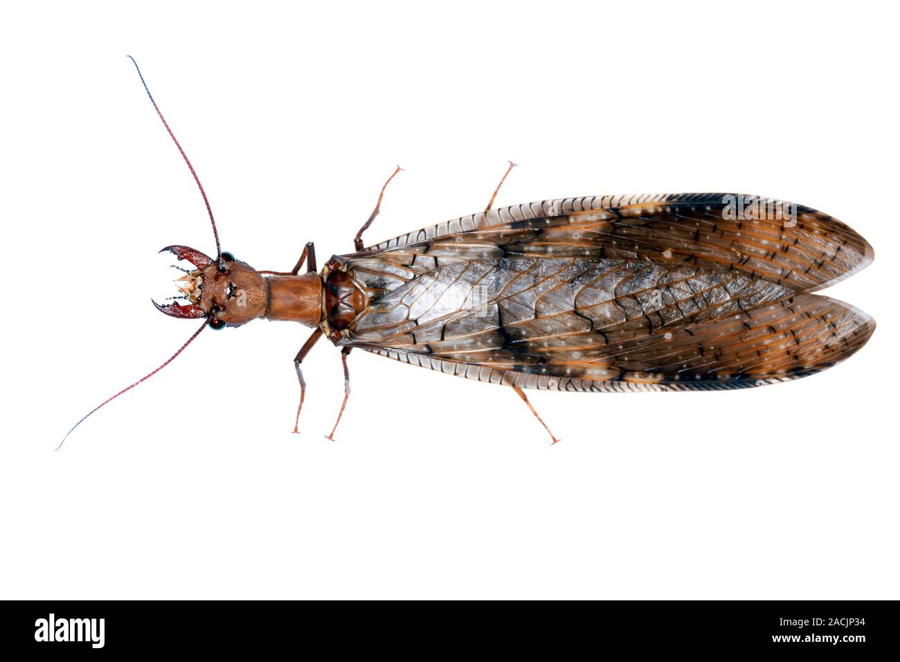 Dobsonfly (Corydalus sp.). This specimen was collected from the Rio ...