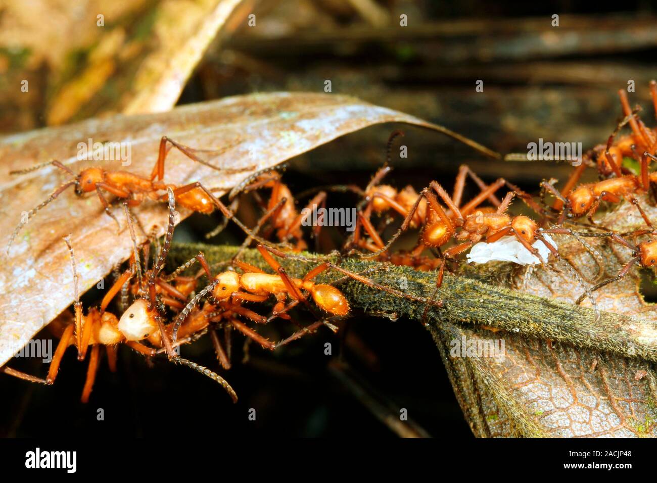 Army Ant (Eciton sp.) workers carrying larvae obtained in a raid ...