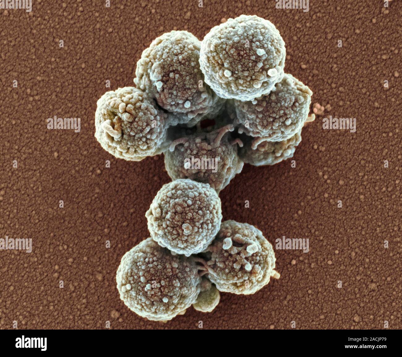 Synthetic Mycoplasma bacteria. Coloured scanning electron micrograph ...