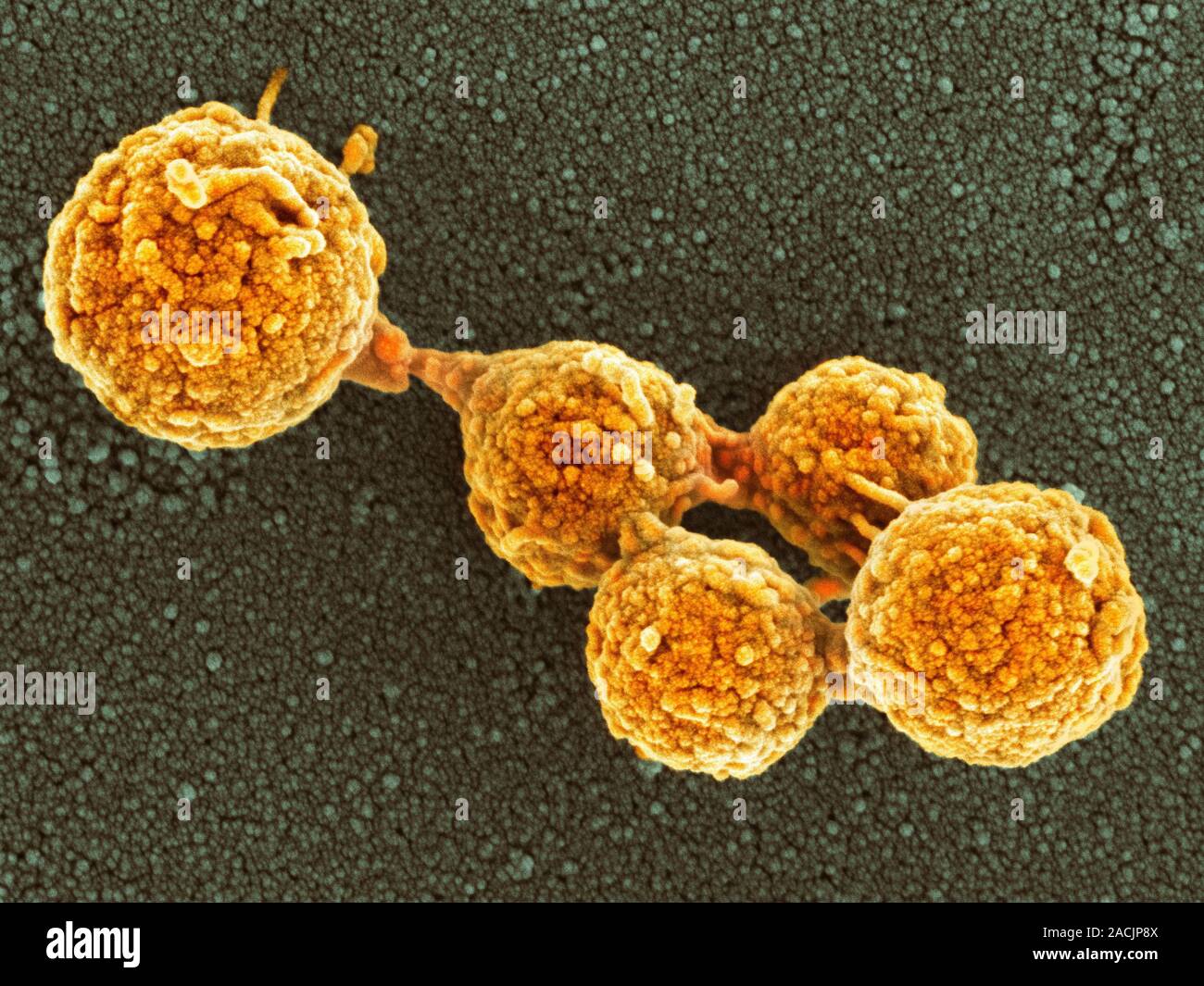 Synthetic Mycoplasma bacteria. Coloured scanning electron micrograph ...