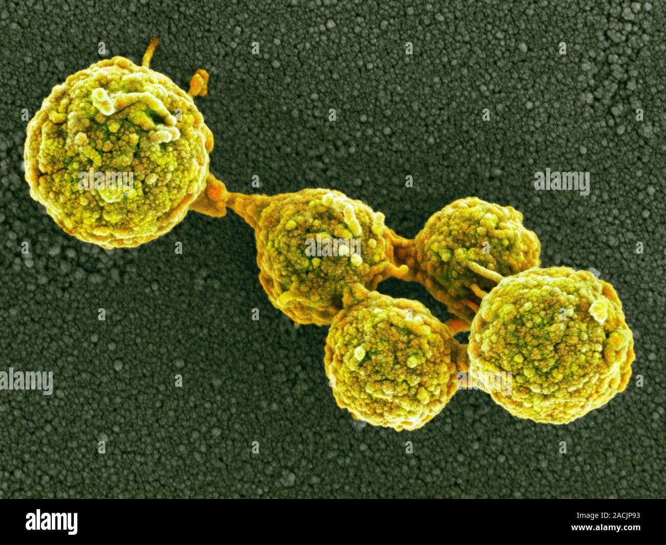 Synthetic Mycoplasma bacteria. Coloured scanning electron micrograph ...