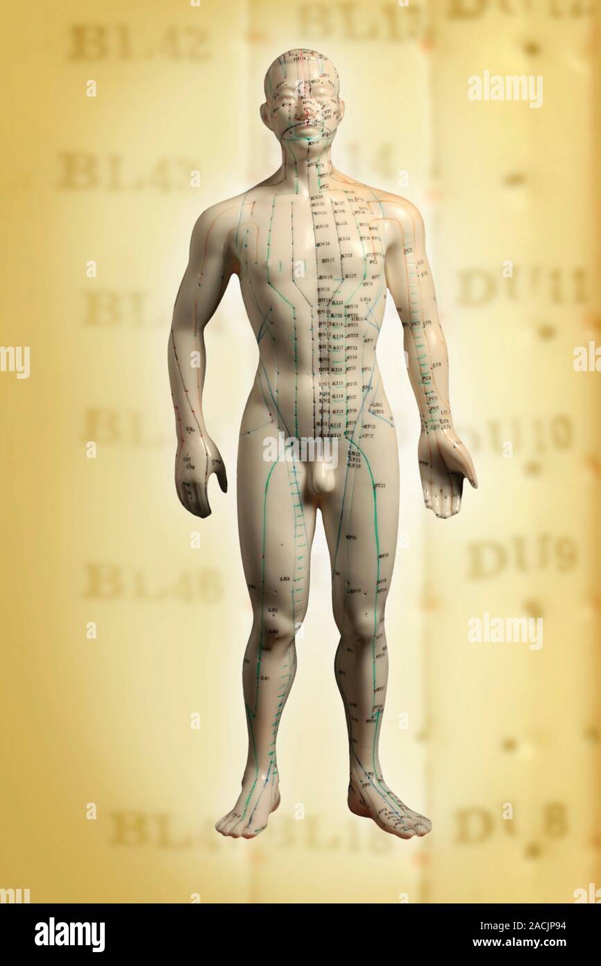 Chinese acupuncture model. Front view of a male Chinese acupuncture ...